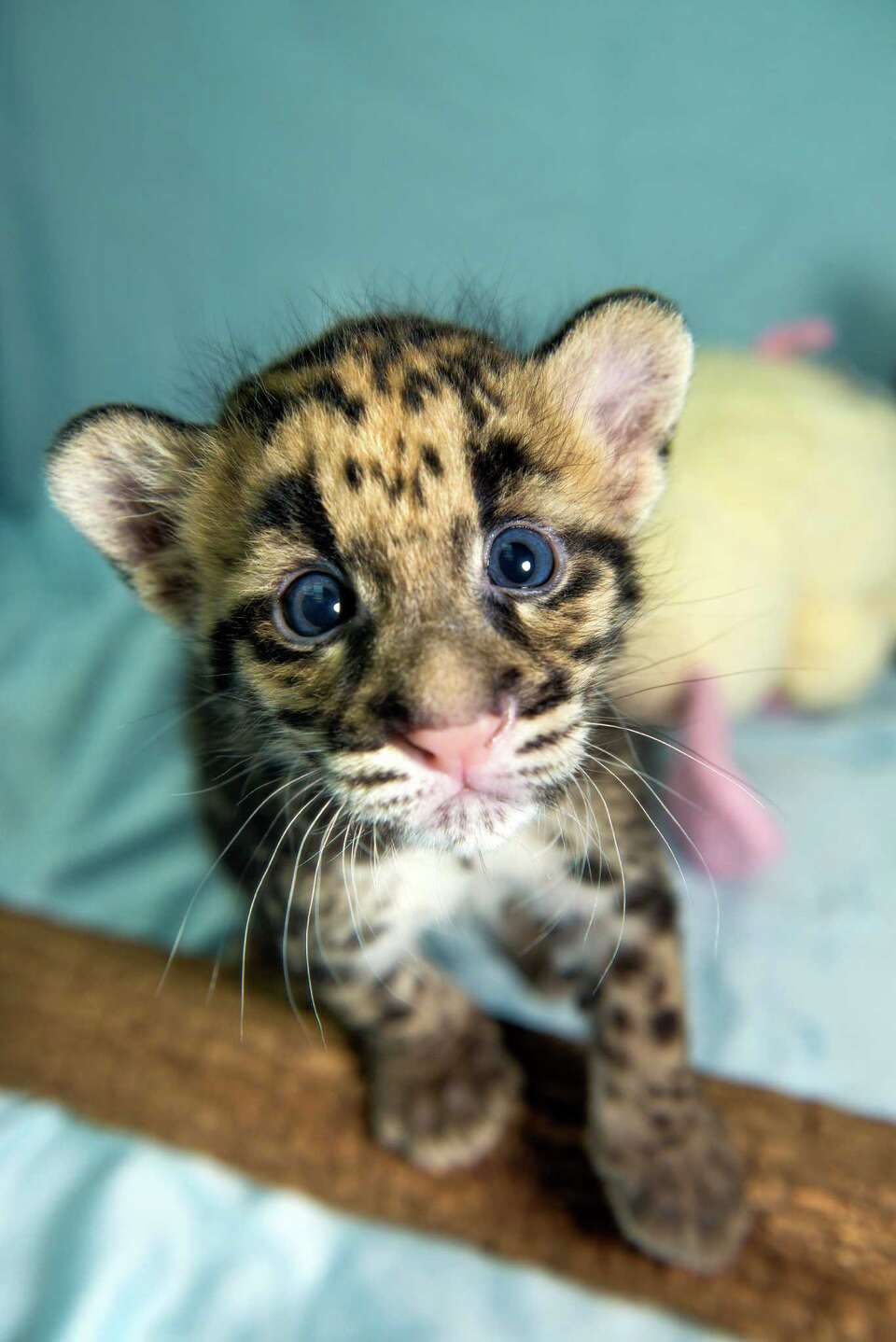 Houston's rare clouded leopard cubs can't get any cuter