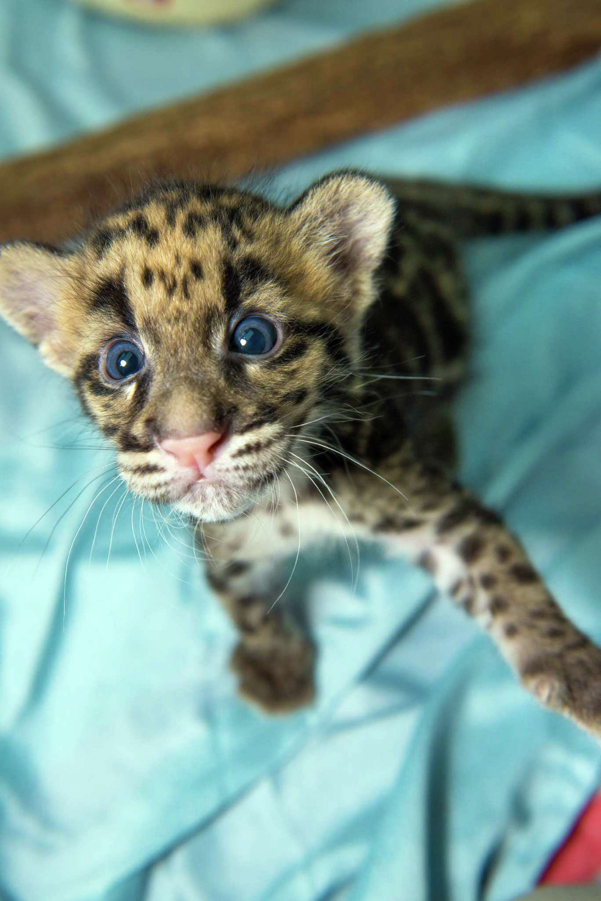 Houston's rare clouded leopard cubs can't get any cuter