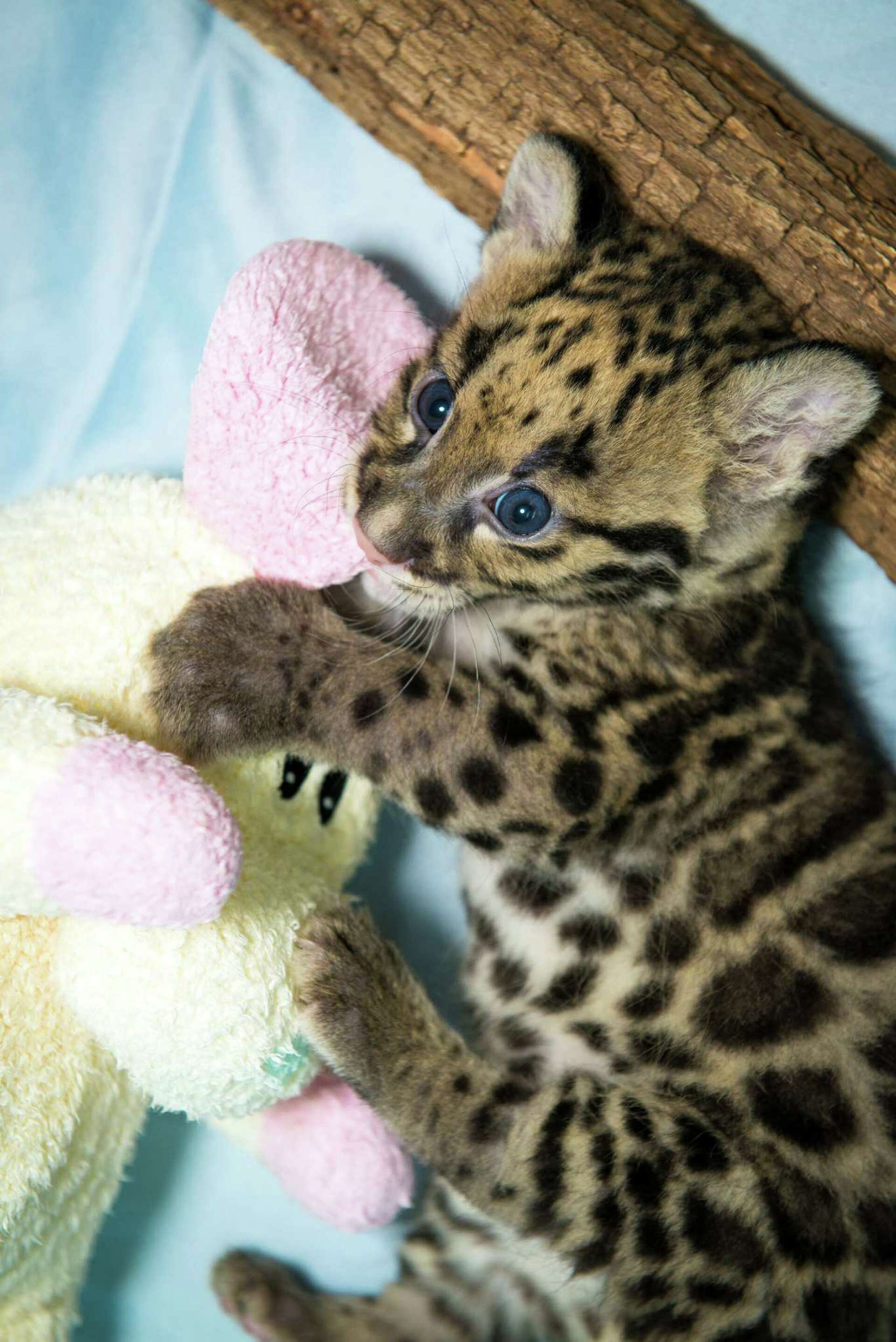 Houston's rare clouded leopard cubs can't get any cuter