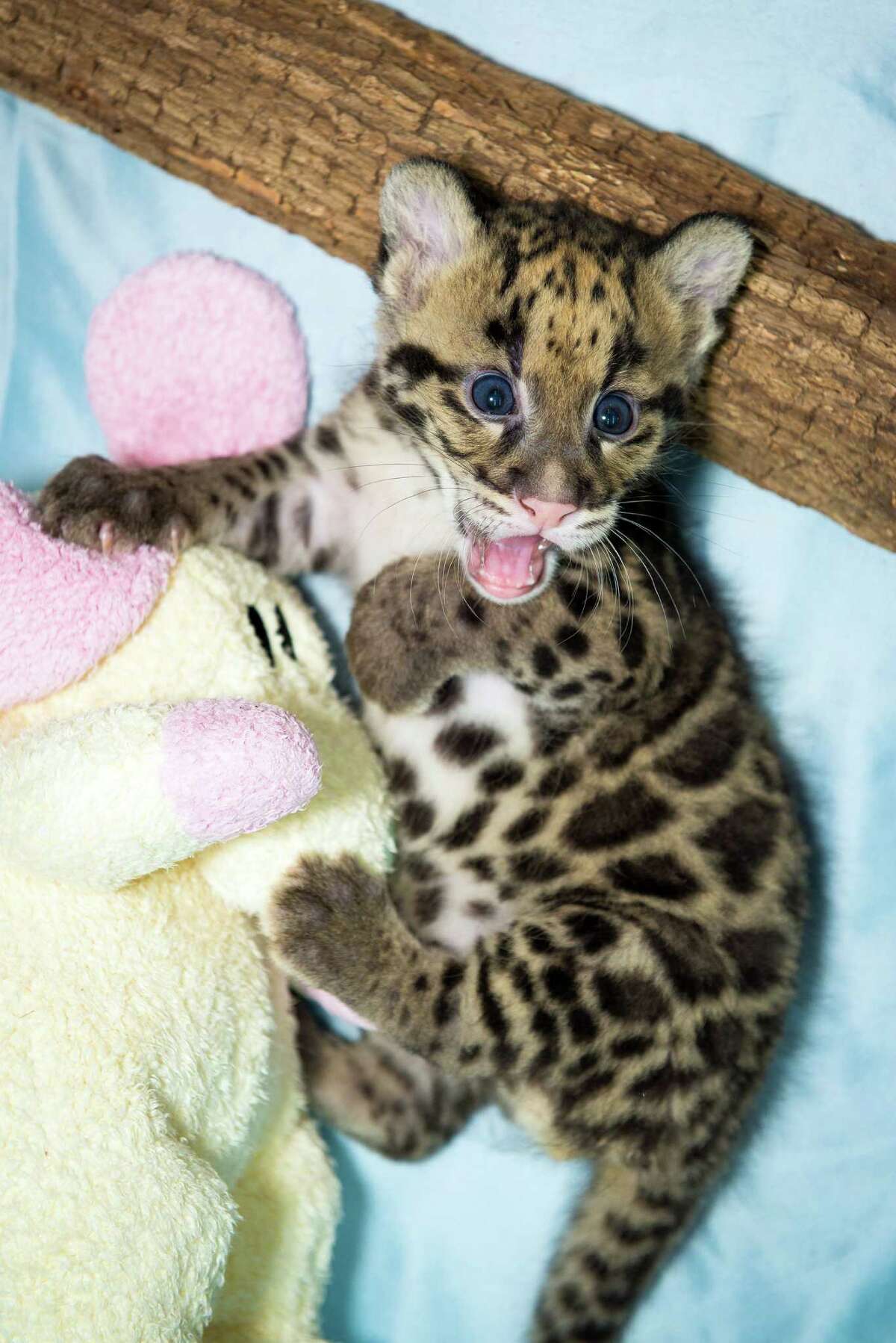 Clouded leopards prepare for debut at Houston Zoo