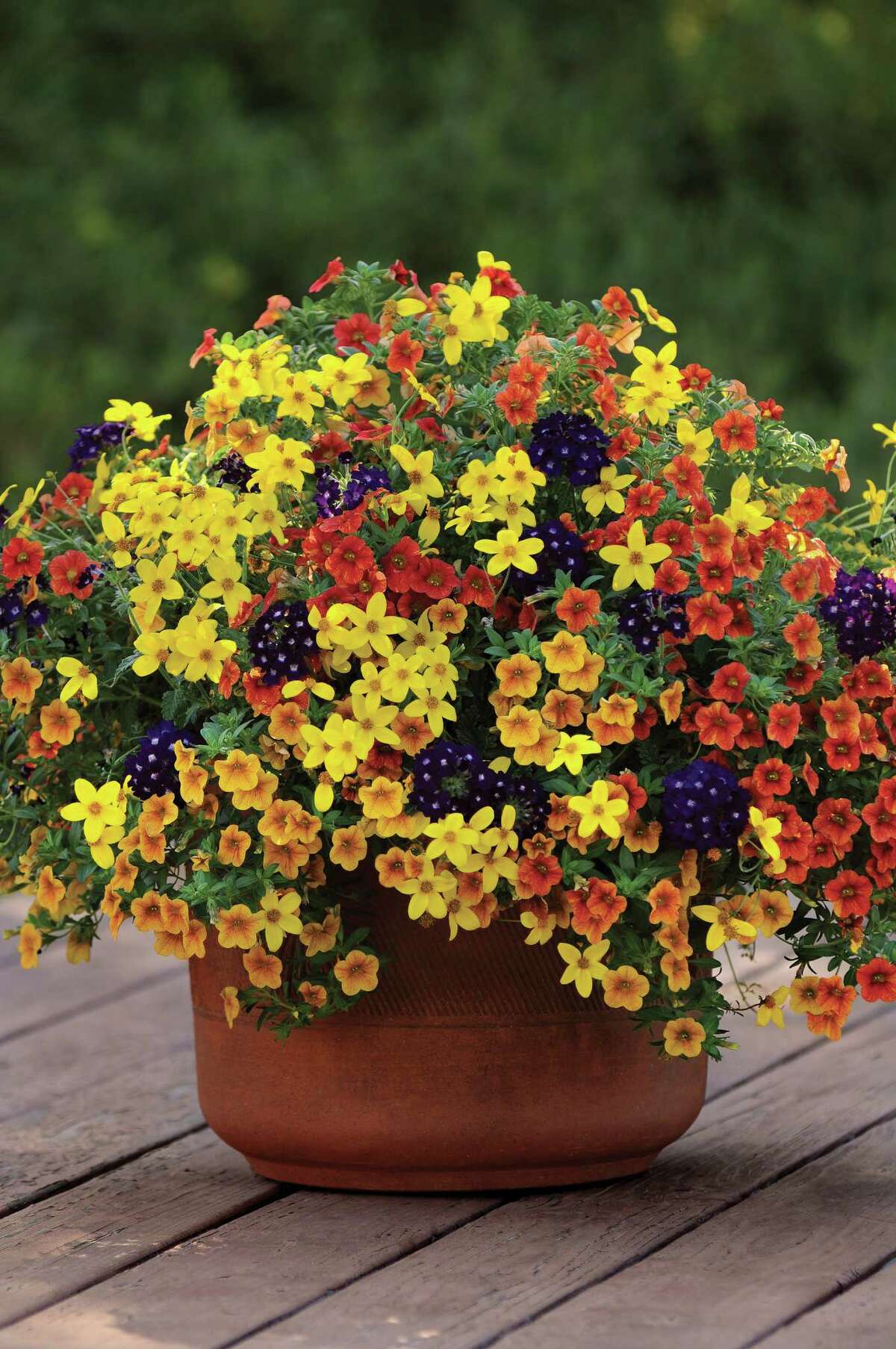 A gardener's report: Some test plants can take the heat