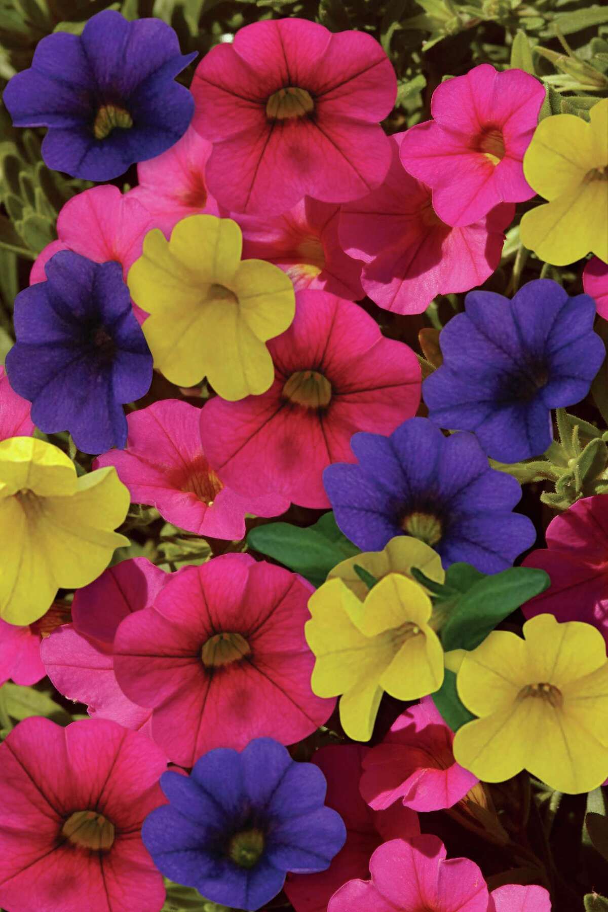 A gardener's report: Some test plants can take the heat