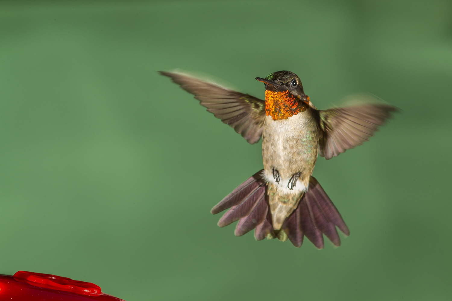 Kleb Woods Nature Preserve attracts hummingbirds and their fans