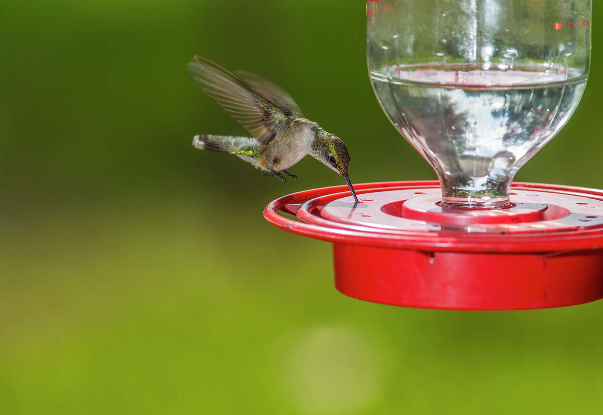Kleb Woods Nature Preserve attracts hummingbirds and their fans