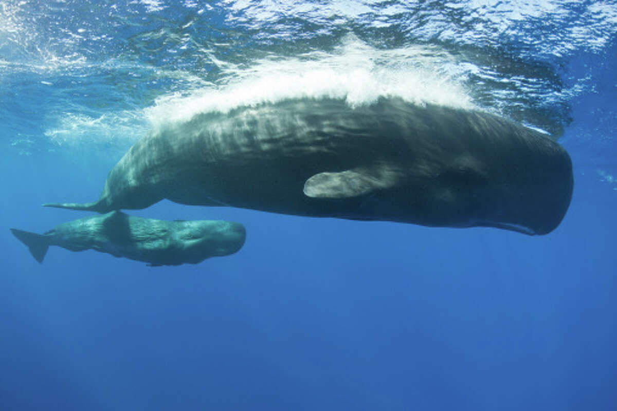 Gulf of Mexico whale could be most endangered