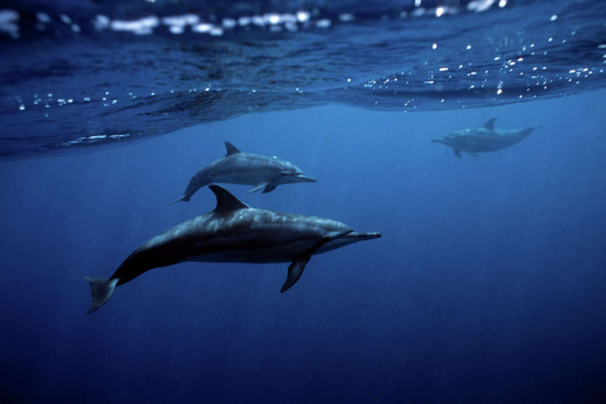 Gulf of Mexico whale could be most endangered