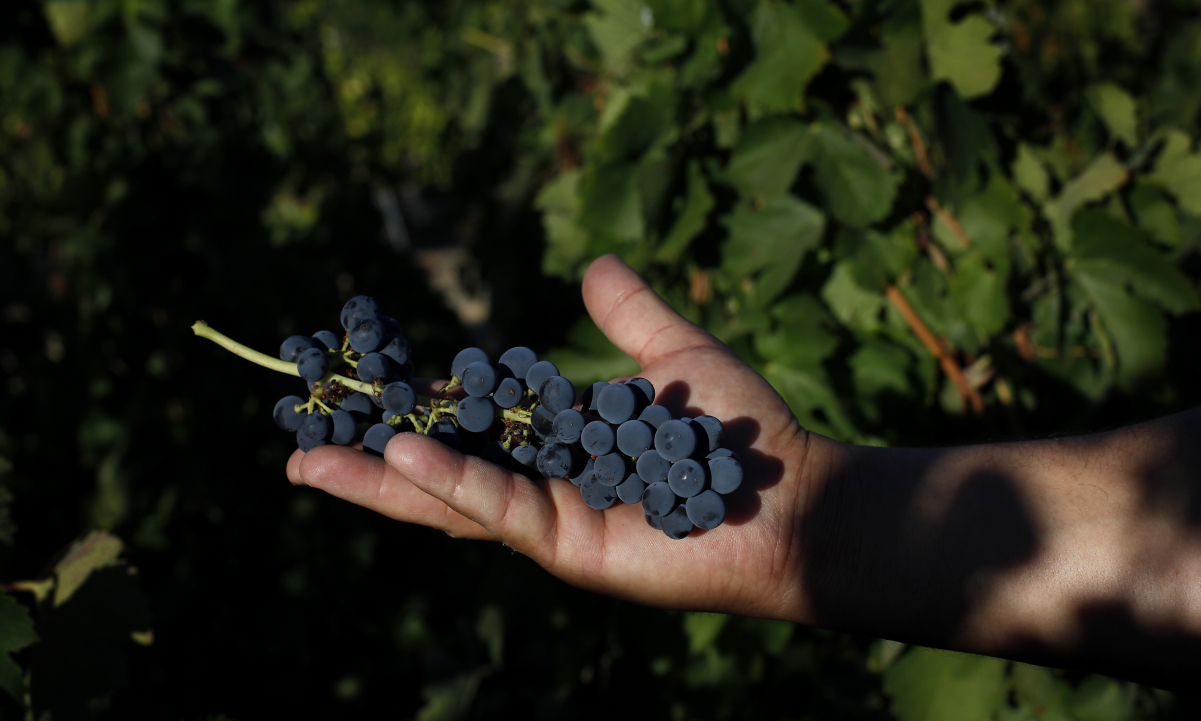 Syrah reigns in Santa Barbara wine region Ballard Canyon