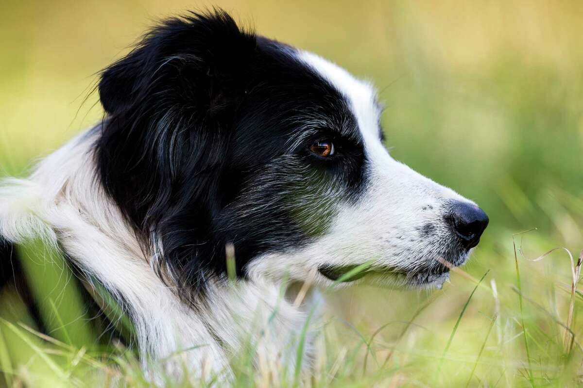 Seattle's top dog names - and assorted awesome ones