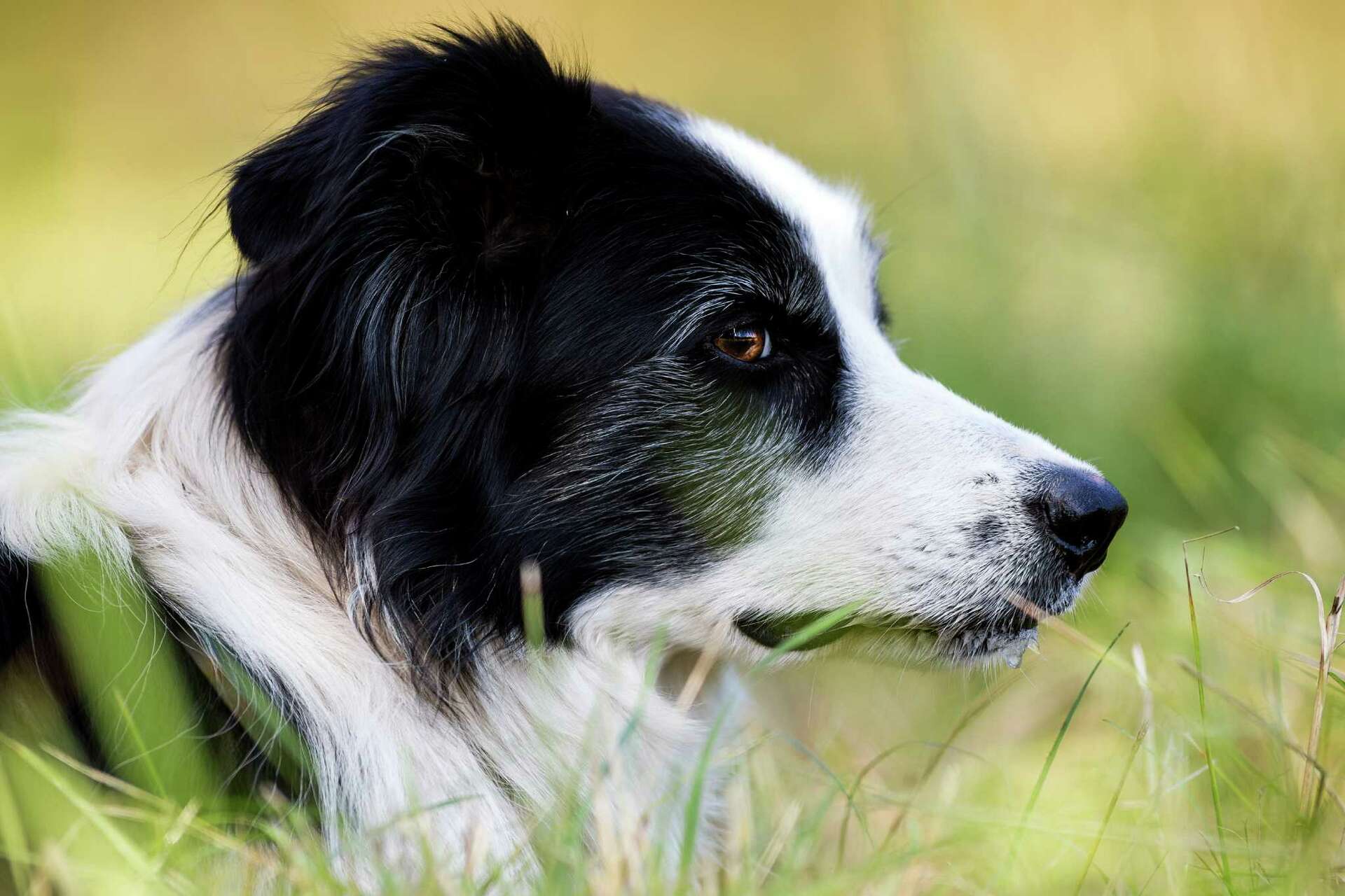 Seattle's top dog names - and assorted awesome ones