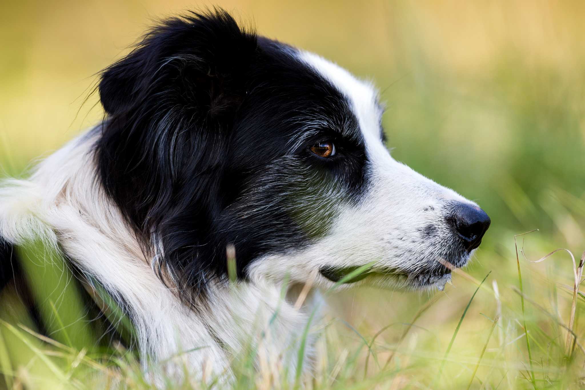 Seattle's top dog names - and assorted awesome ones