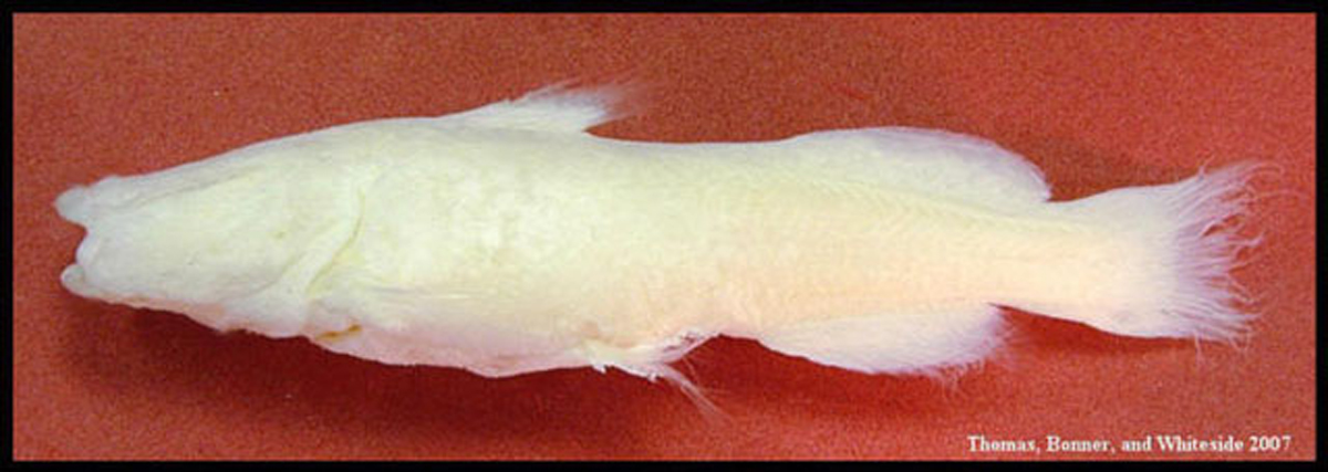 Rare blind catfish retrieved from South Texas cave pool