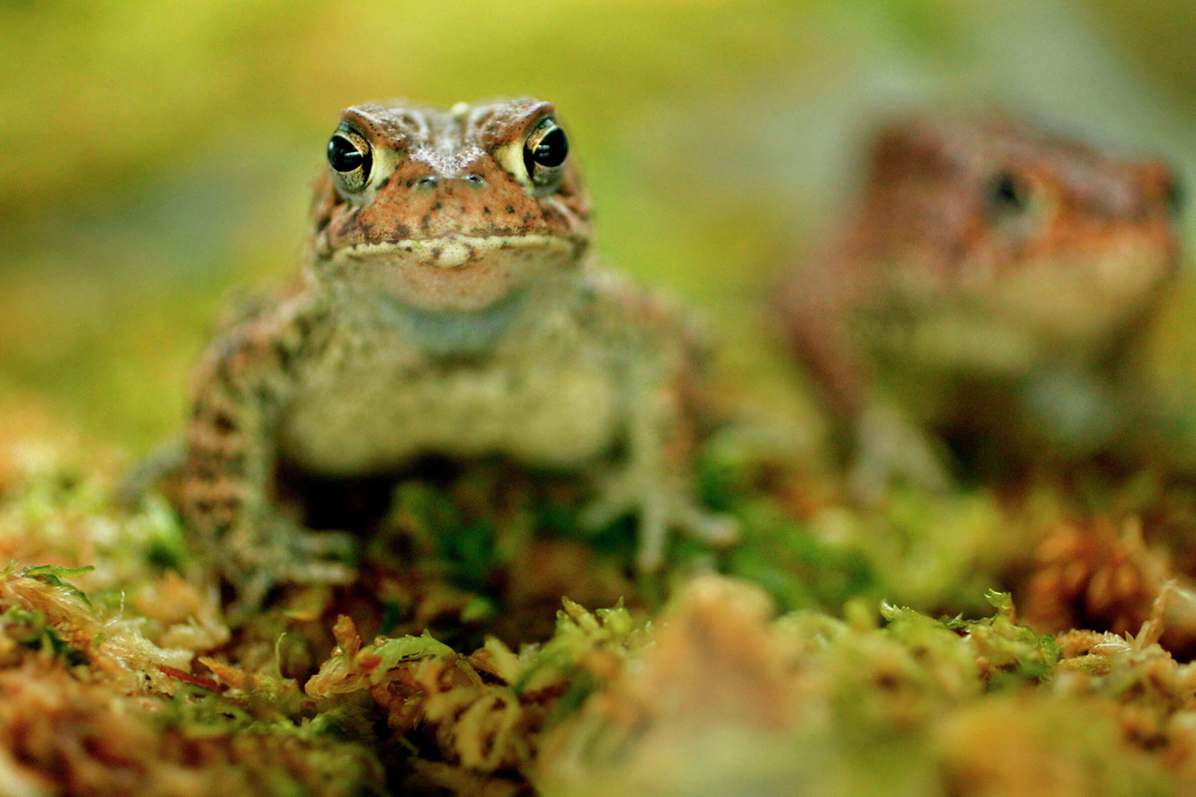 Threatened, endangered salamanders missing from San Marcos facility