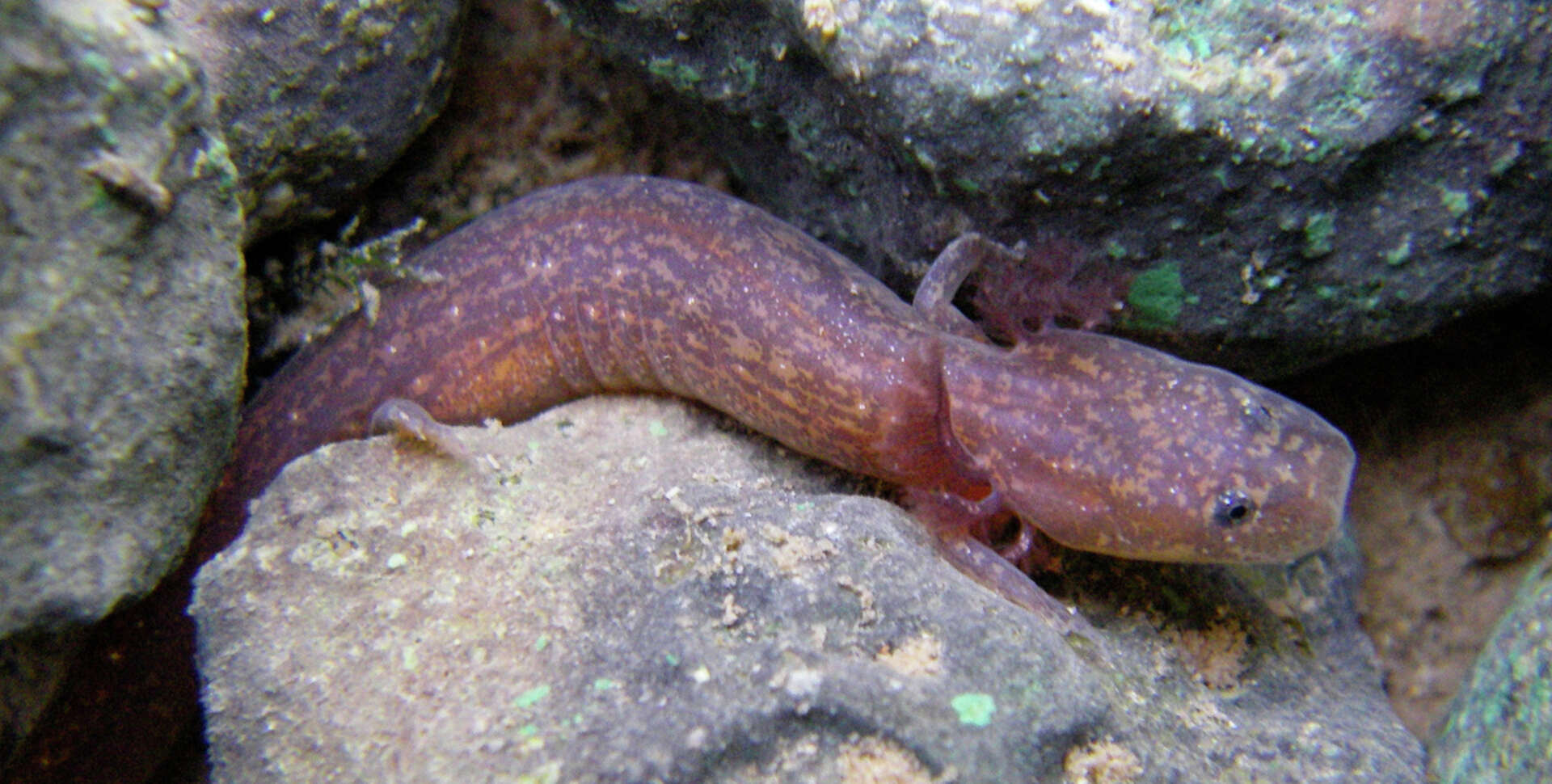Threatened, endangered salamanders missing from San Marcos facility