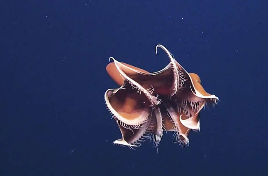 Adorable 'casper octopus' is threatened by deep sea mining - Houston ...