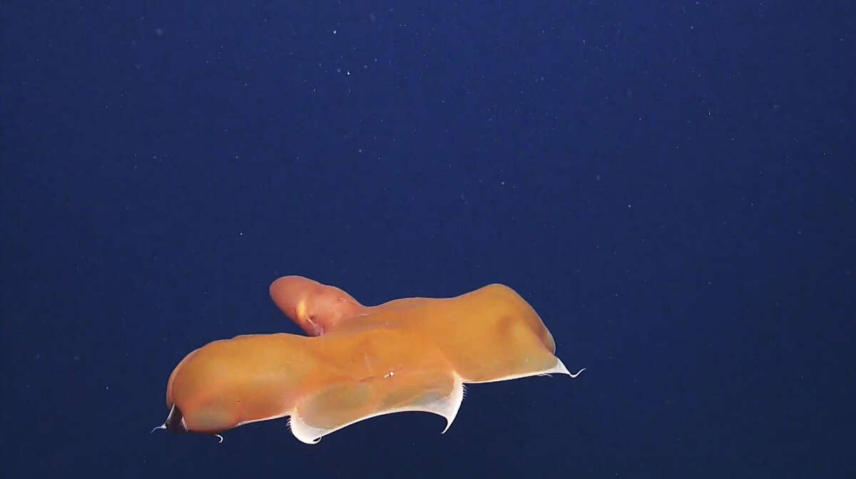 'Dumbo octopus,' other undersea oddities captured by Nautilus camera in ...