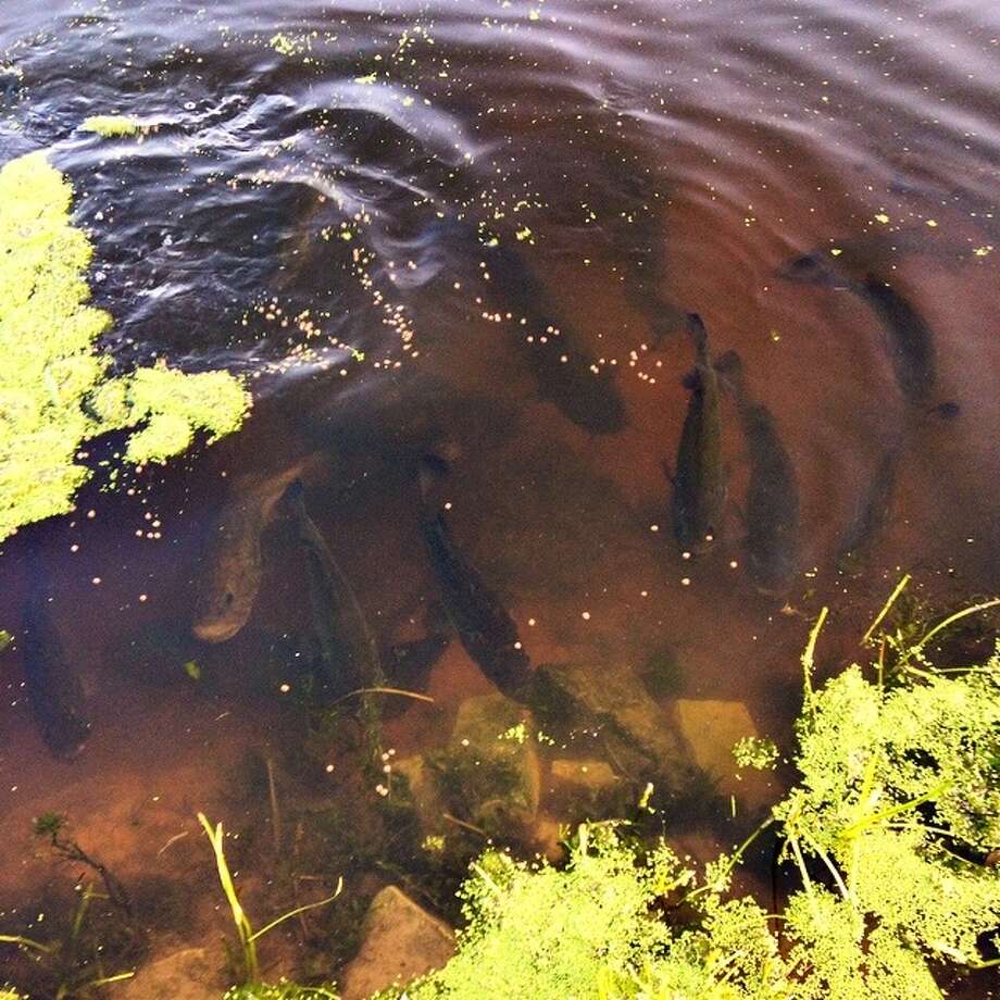 Katy teen has perfected sewer fishing - Houston Chronicle
