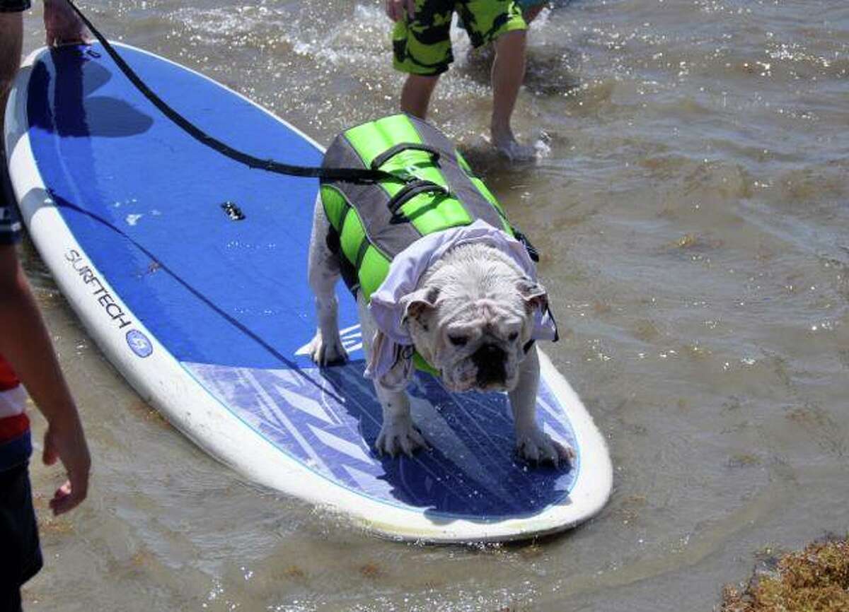 Surfing dogs to become annual event at Galveston