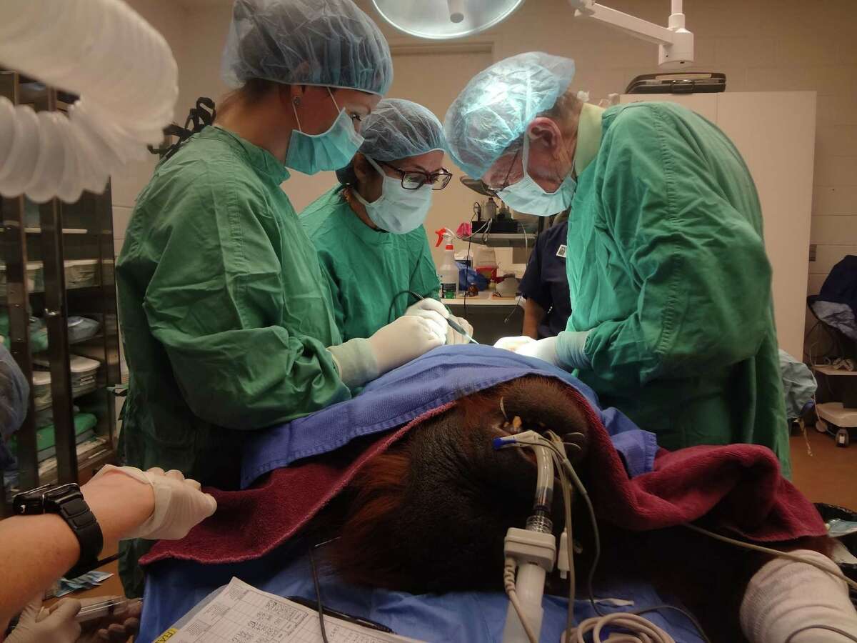 Top Houston doctors help save zoo's most famous orangutan