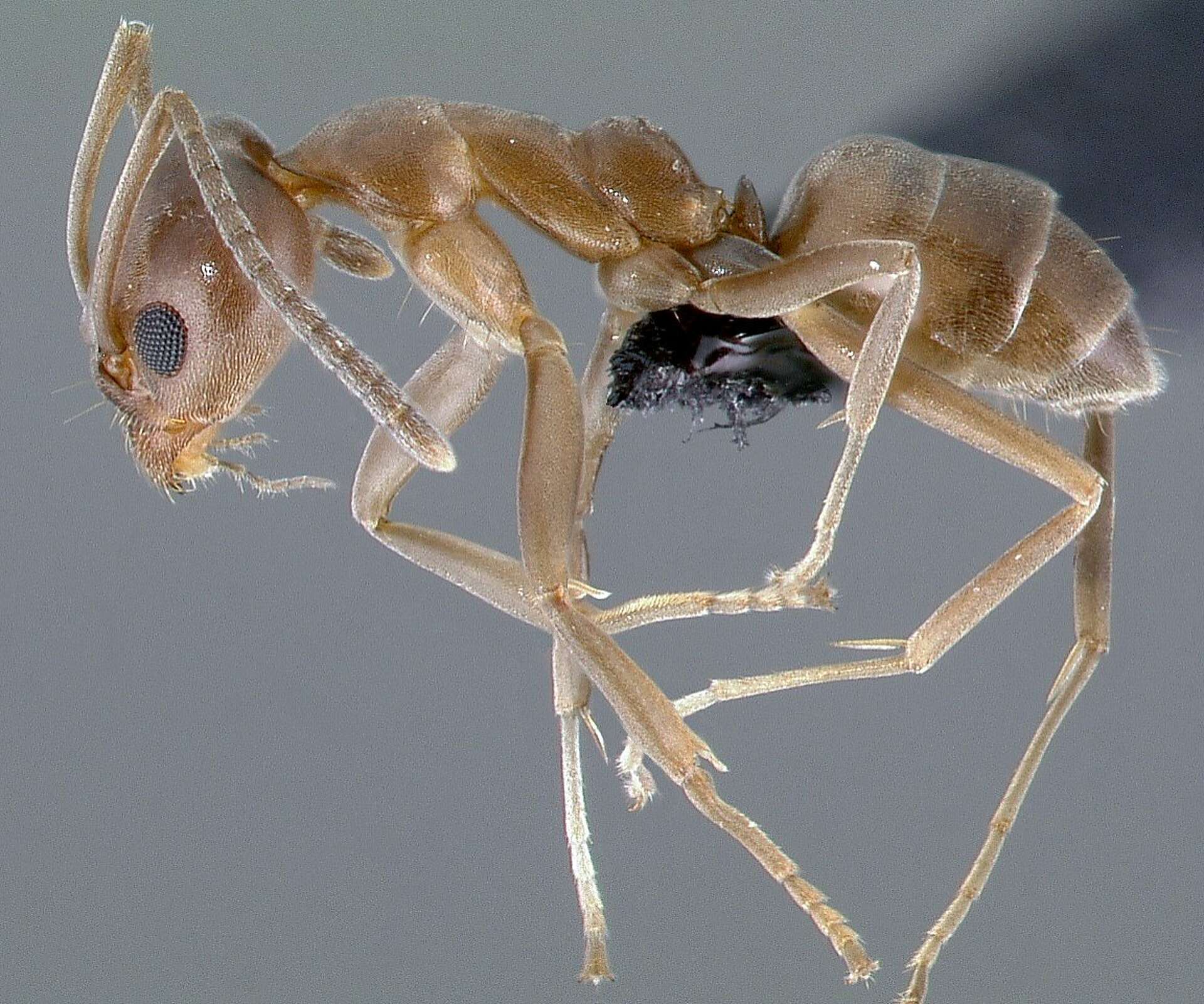 Meet the 'bad ant' that's overwhelming California