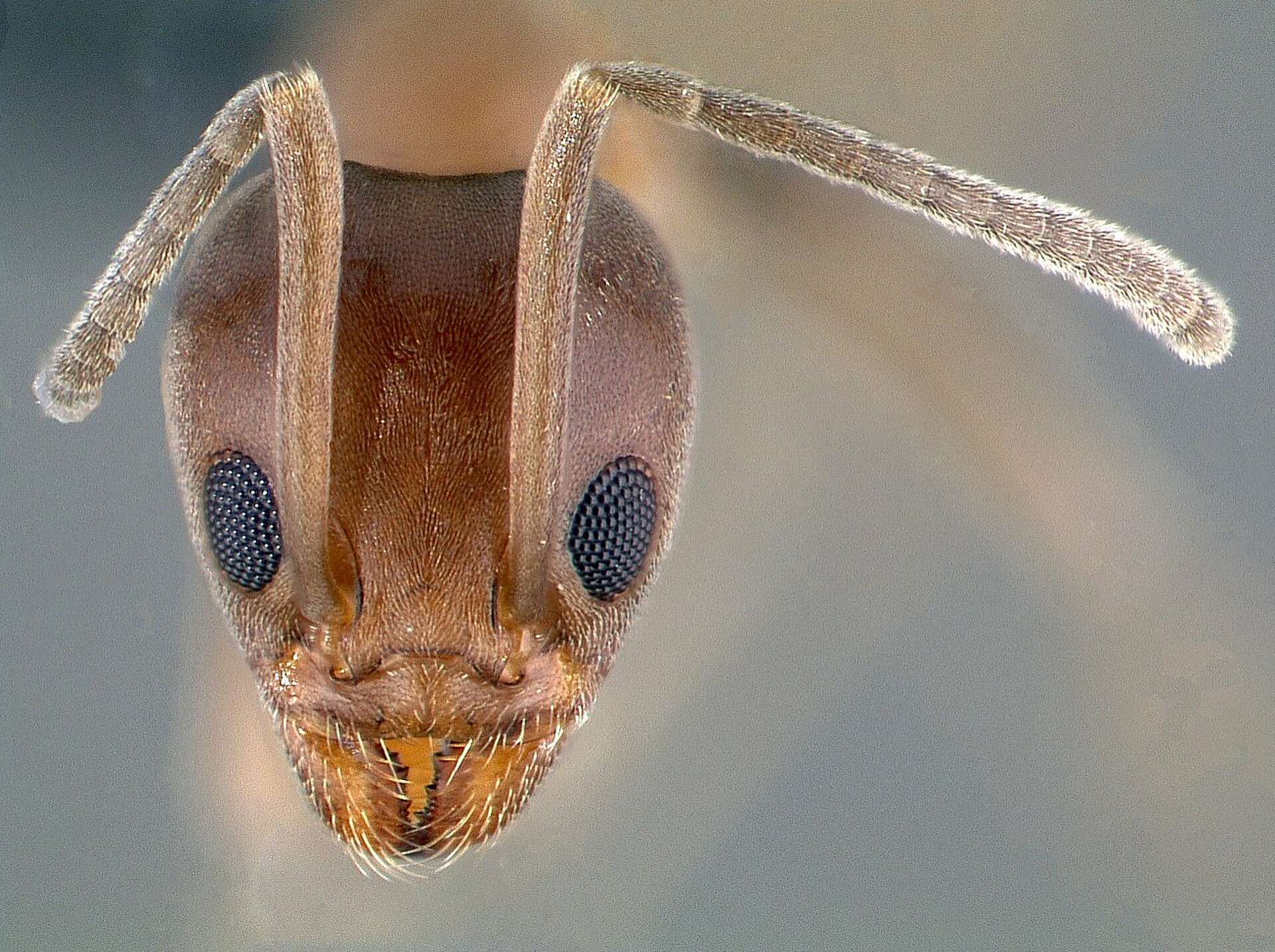 Meet the 'bad ant' that's overwhelming California