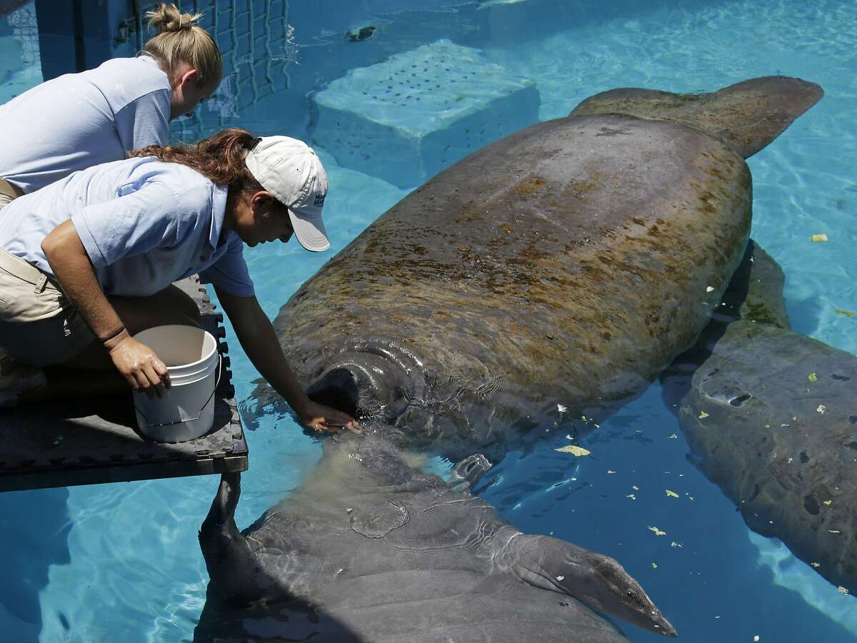 Over 300 manatees cause closure of Florida springs