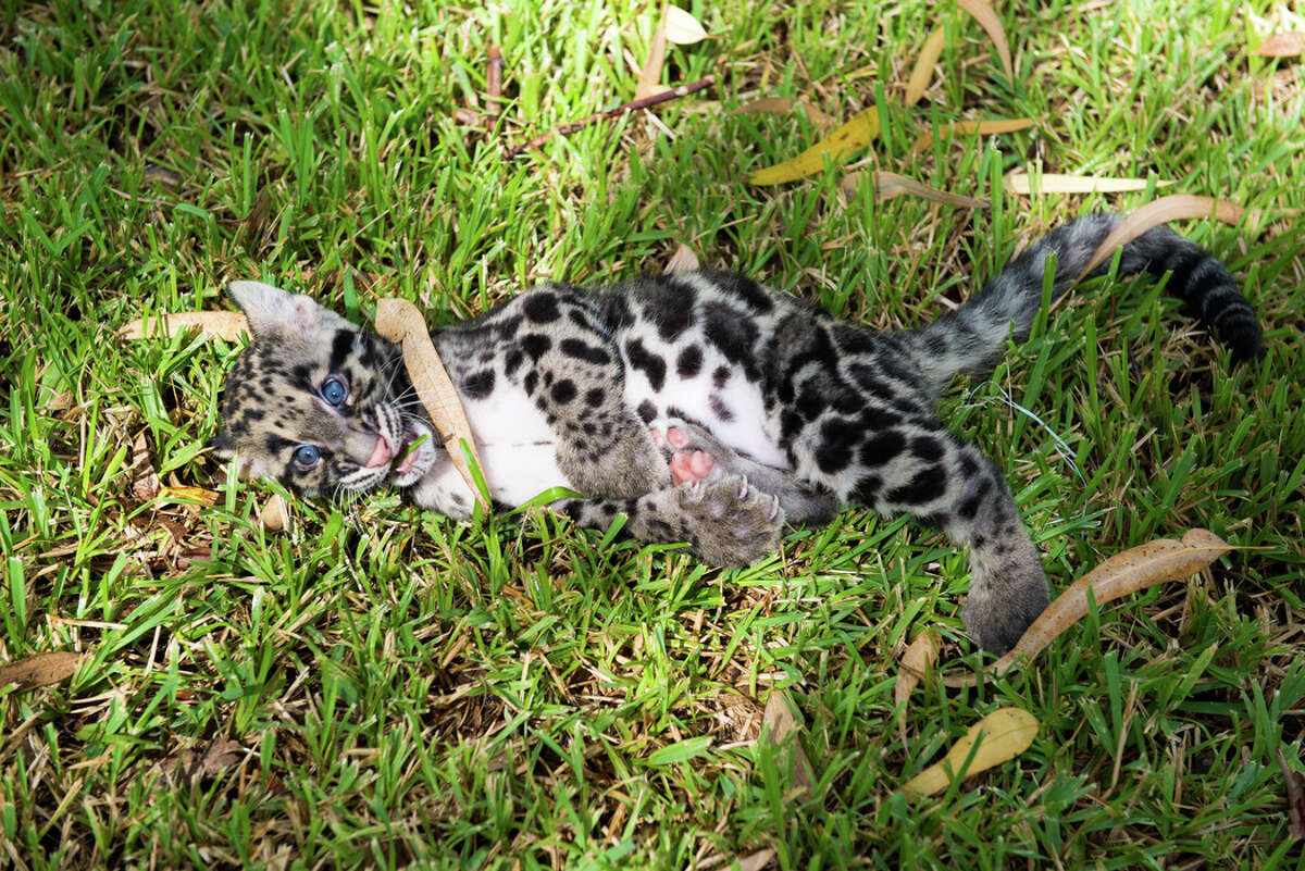 Clouded leopards prepare for debut at Houston Zoo