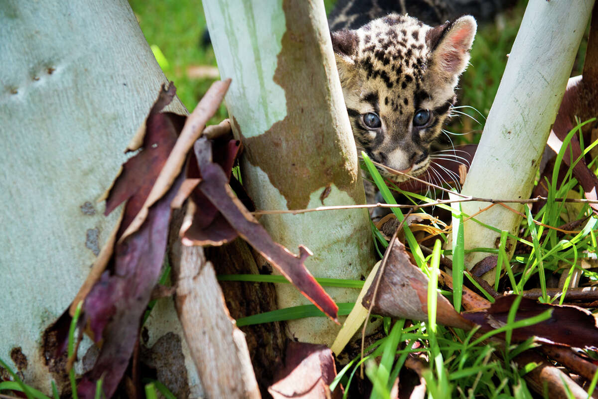 Clouded leopards prepare for debut at Houston Zoo
