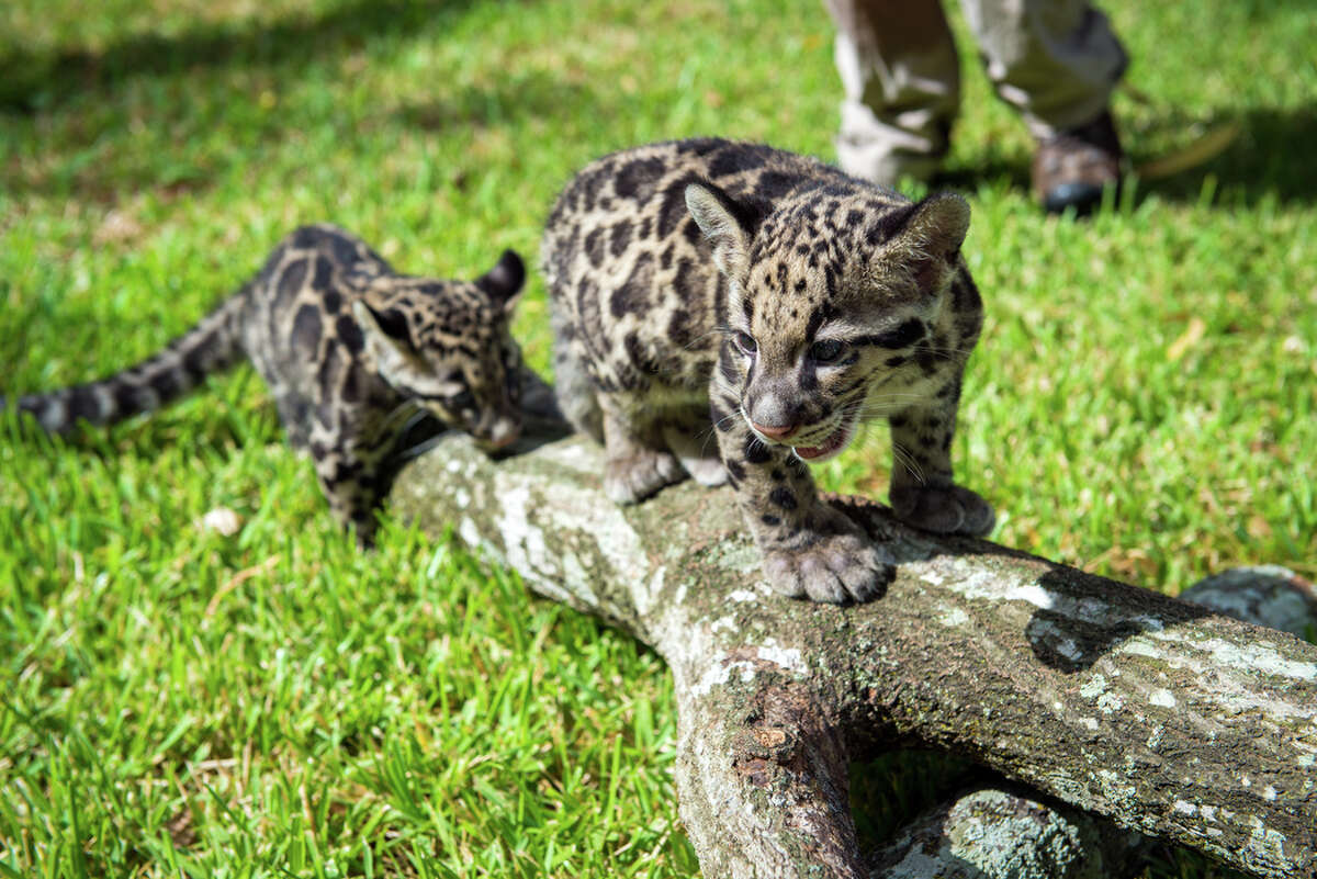 Clouded leopards prepare for debut at Houston Zoo