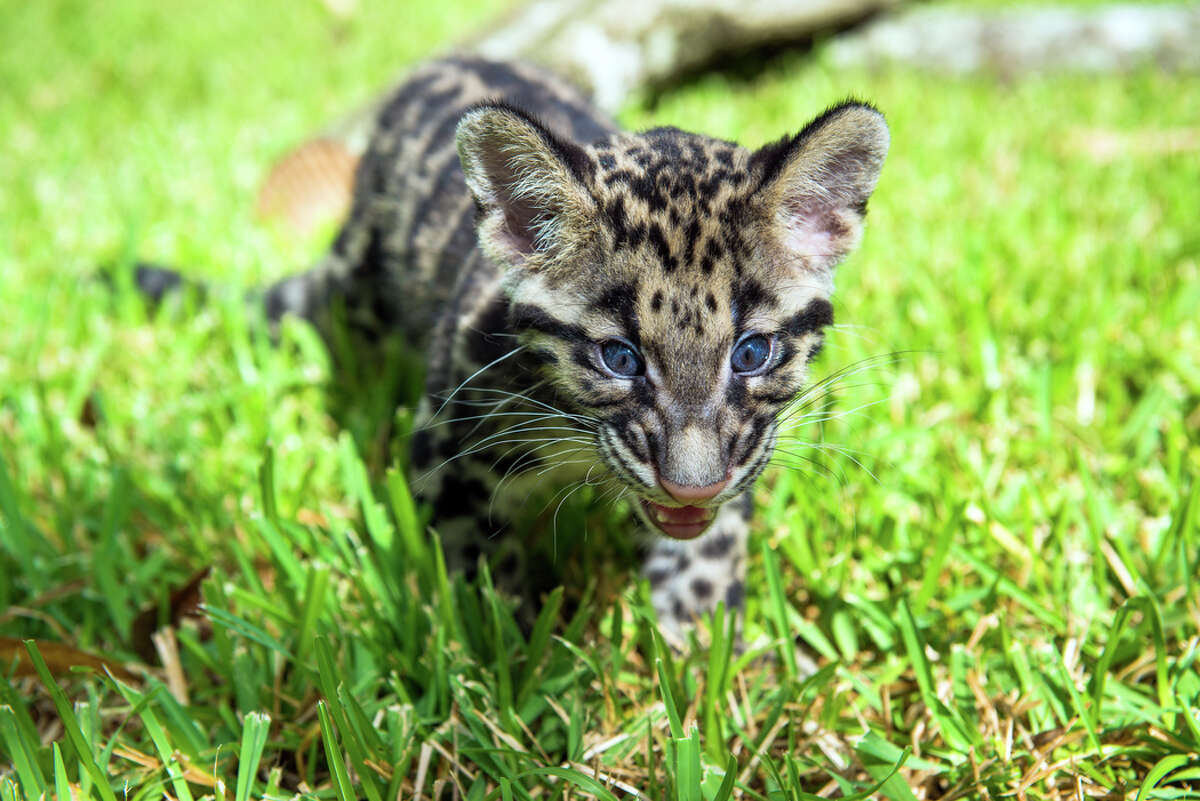 Clouded leopards prepare for debut at Houston Zoo