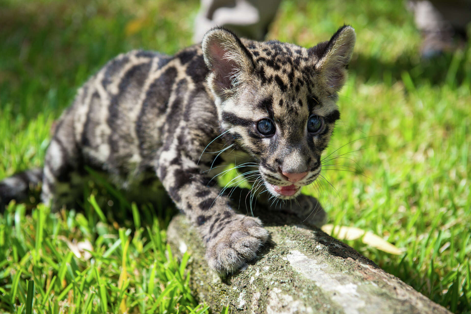 Clouded leopards prepare for debut at Houston Zoo