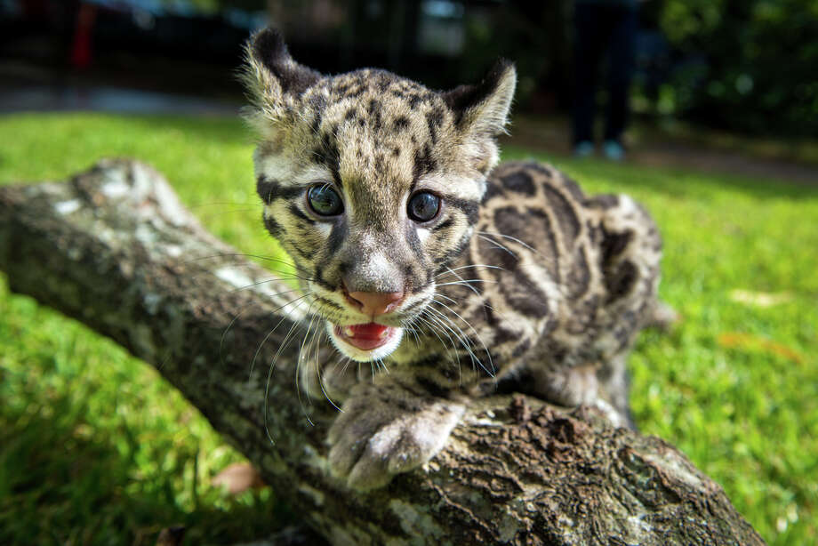 Clouded leopards prepare for debut at Houston Zoo - Houston Chronicle