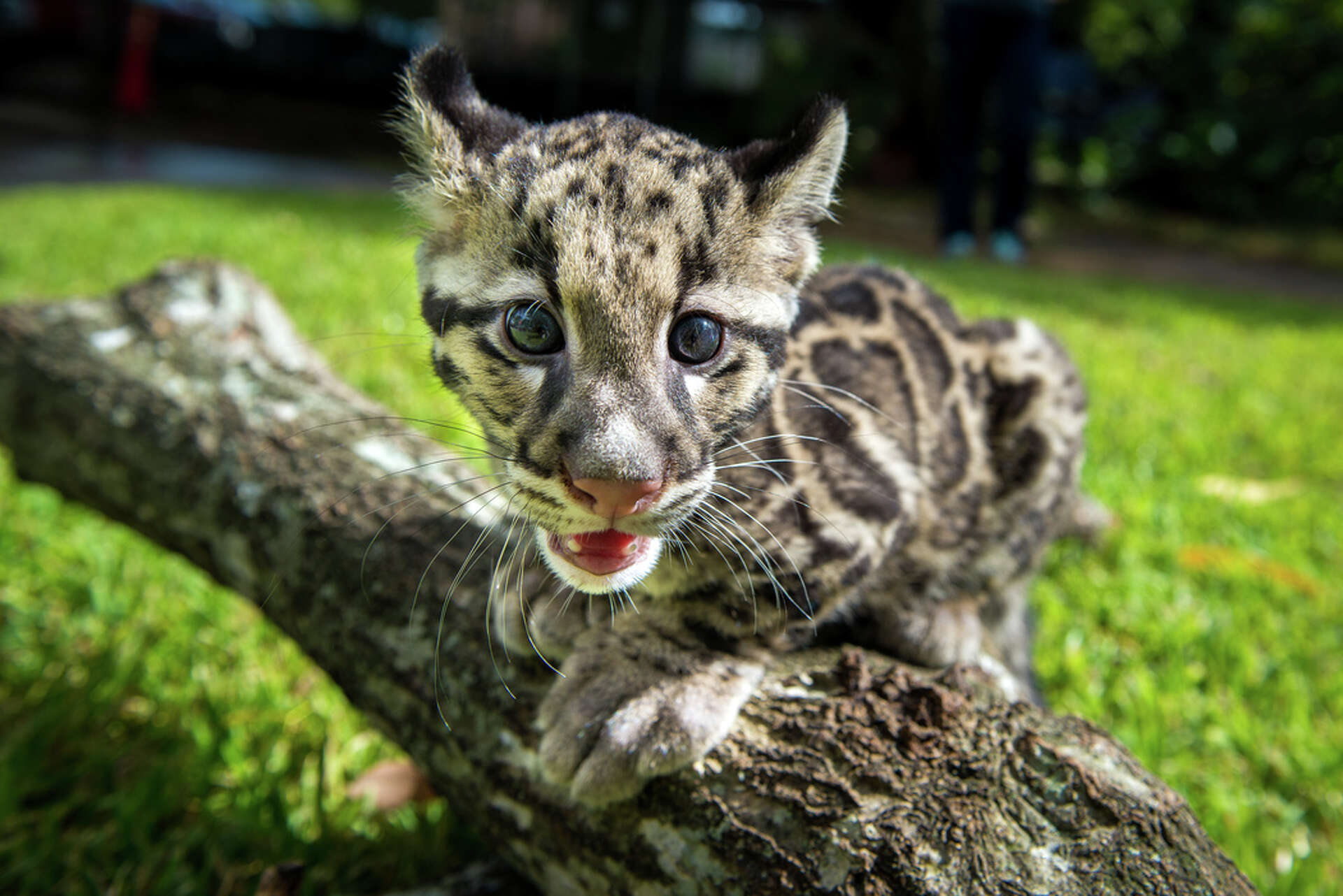 Clouded leopards prepare for debut at Houston Zoo
