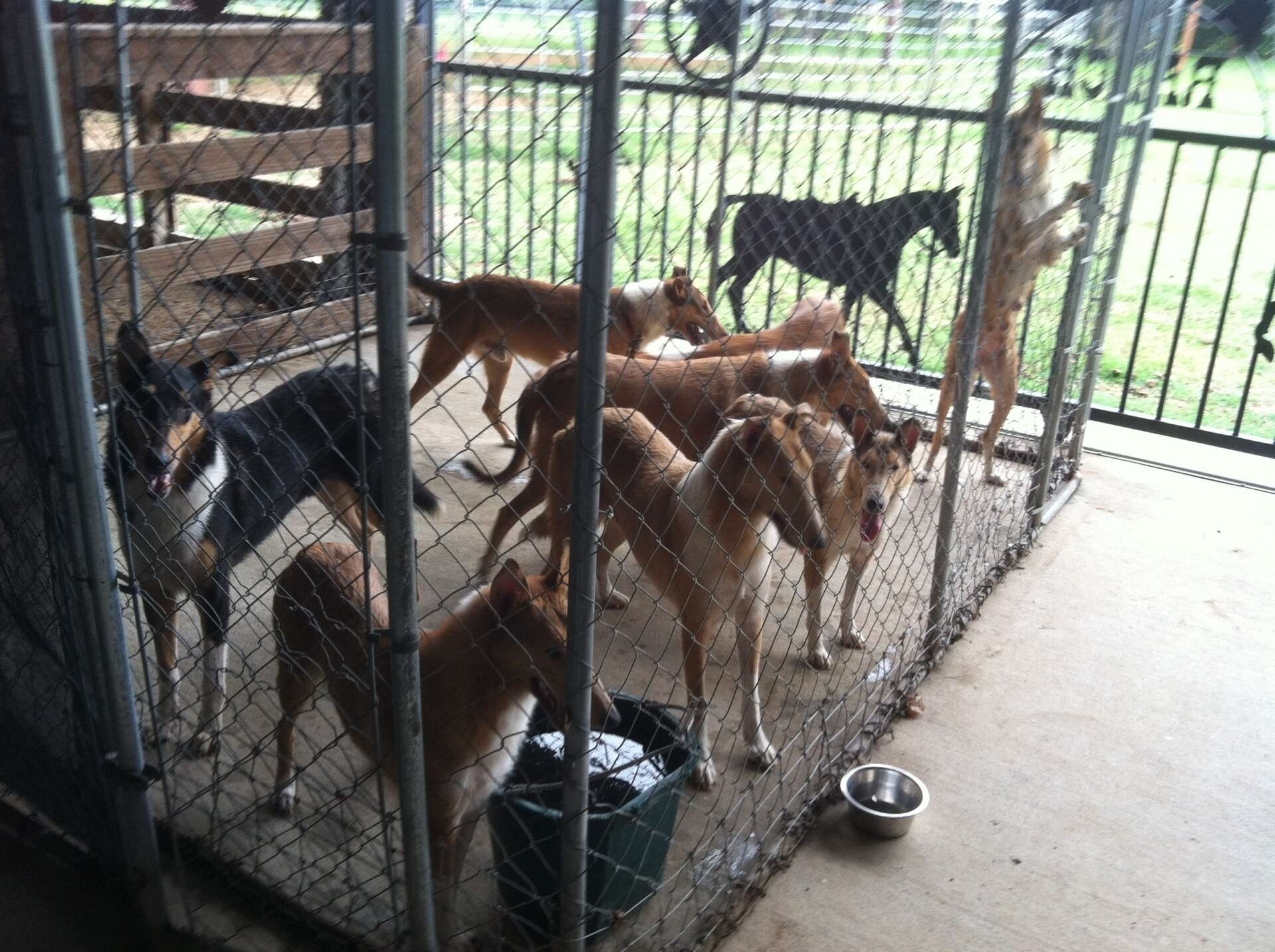 Rescued collies number 110, receiving care at 'Camp Collie'