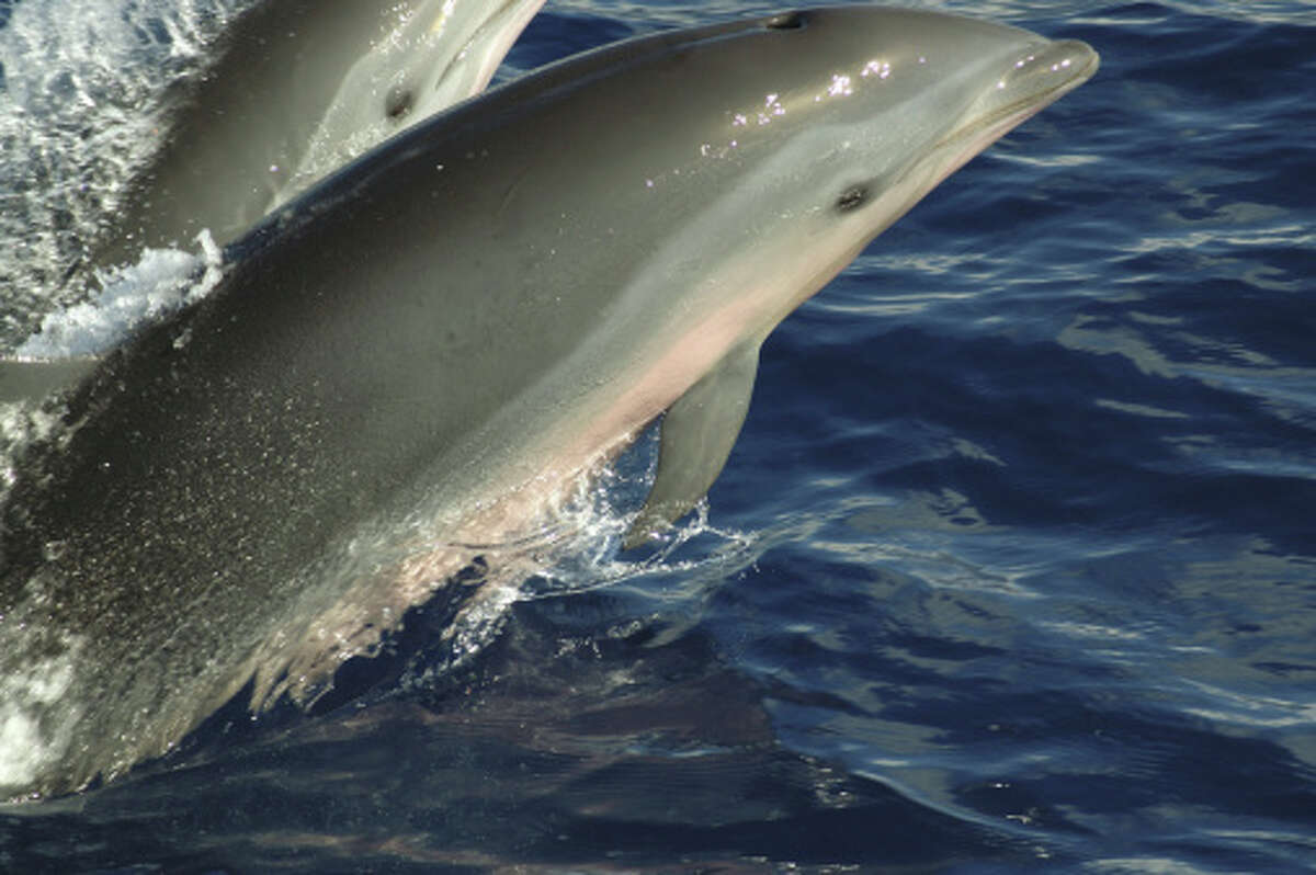 Gulf mammals under threat as marine 'beachings' remain high