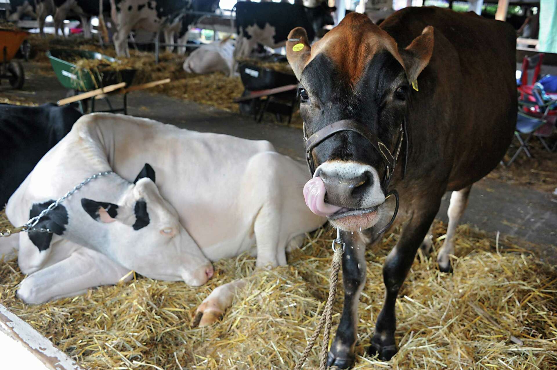 Photos: Schaghticoke Fair opens
