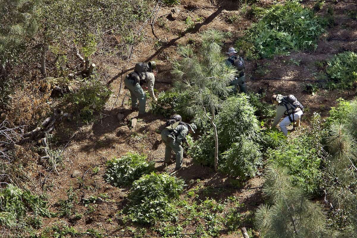 Marijuana ban to have rare hearing in federal court