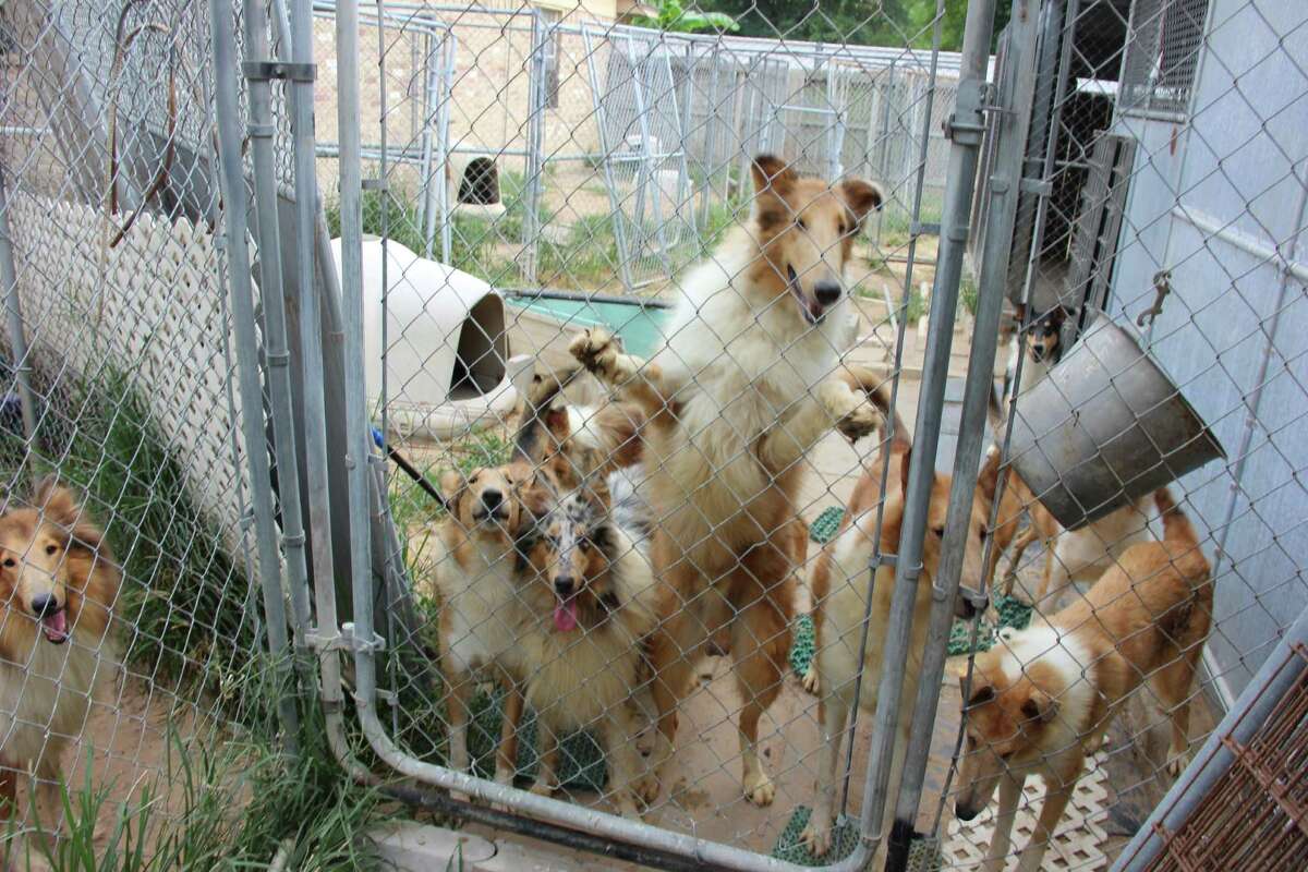 Rescued collies number 110, receiving care at 'Camp Collie'