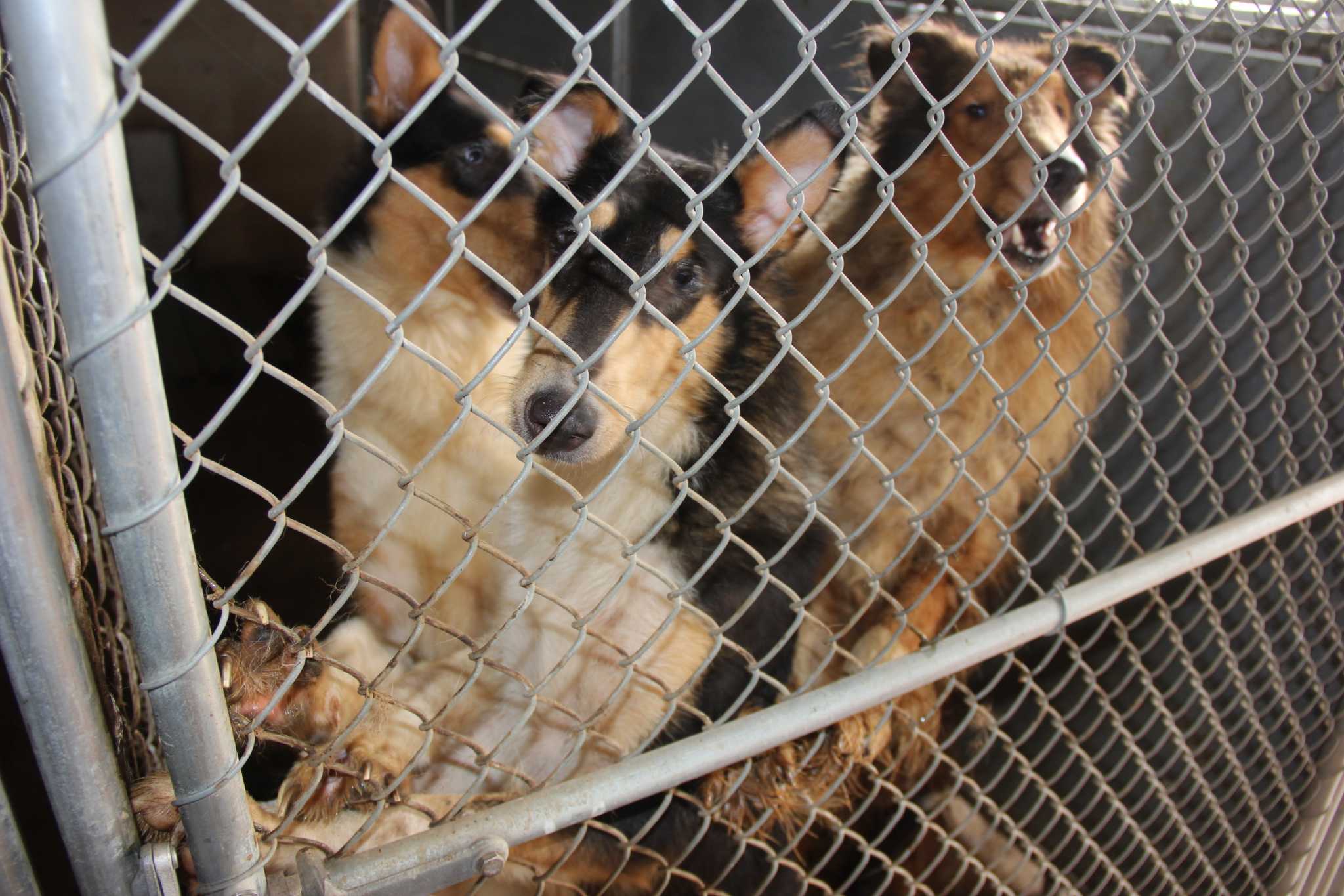 Rescued collies number 110, receiving care at 'Camp Collie'