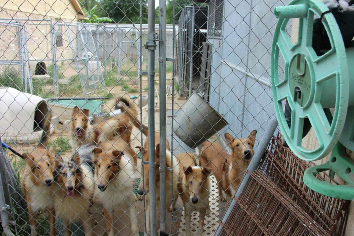 Rescued collies number 110, receiving care at 'Camp Collie'