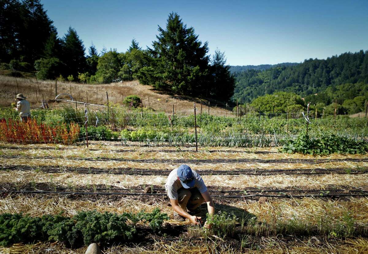 Less water, more flavor