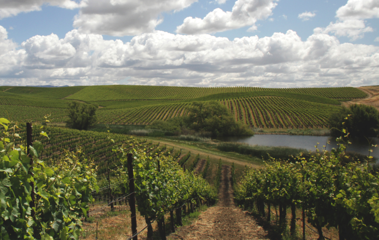 Winery at home on ol’ dairy ranch