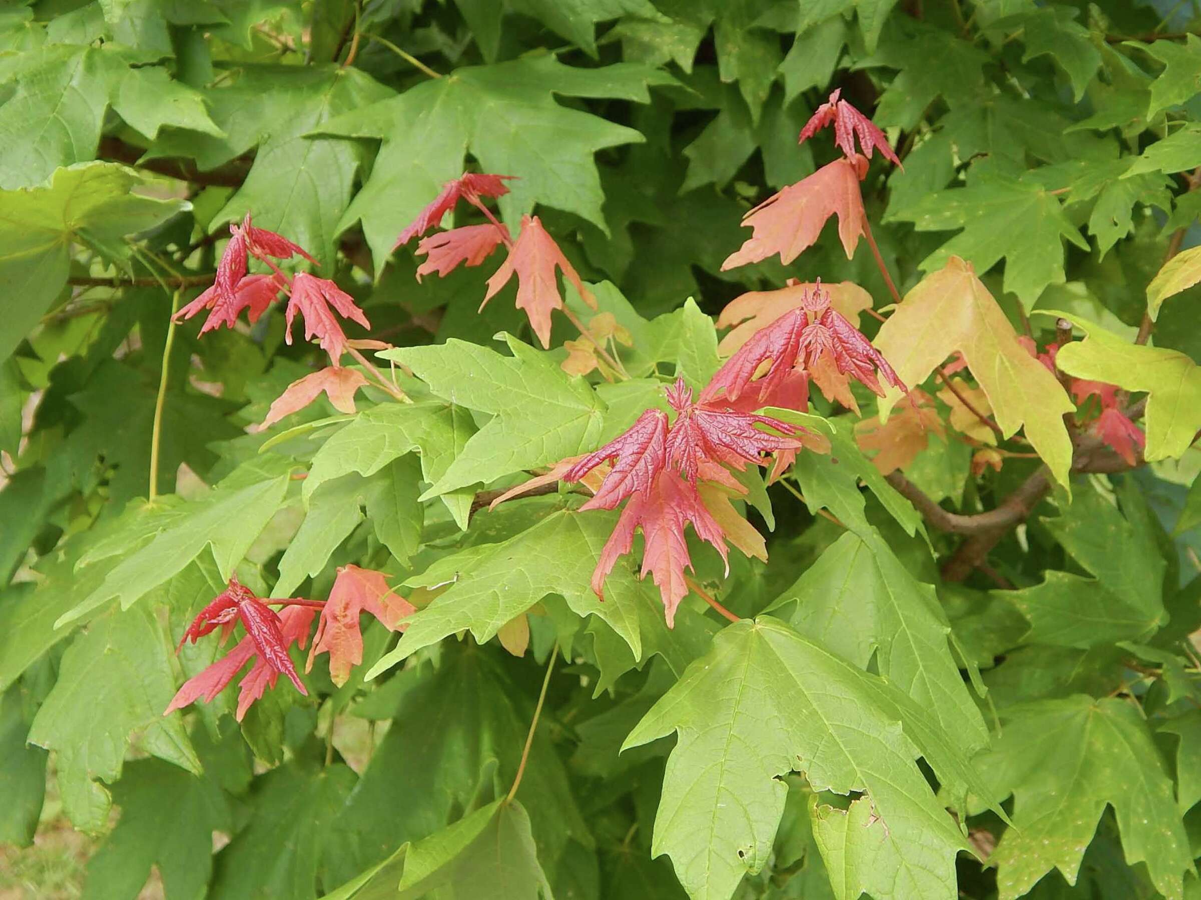 Experts share winners in the plant world best suited for local gardens