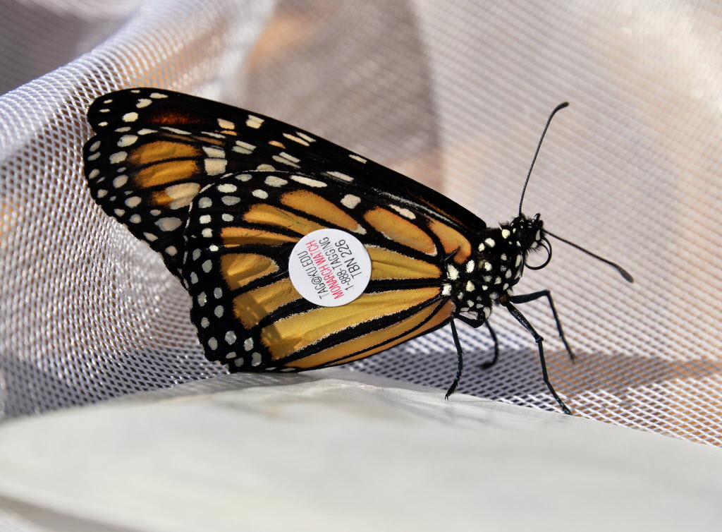 Monarch numbers in steep decline