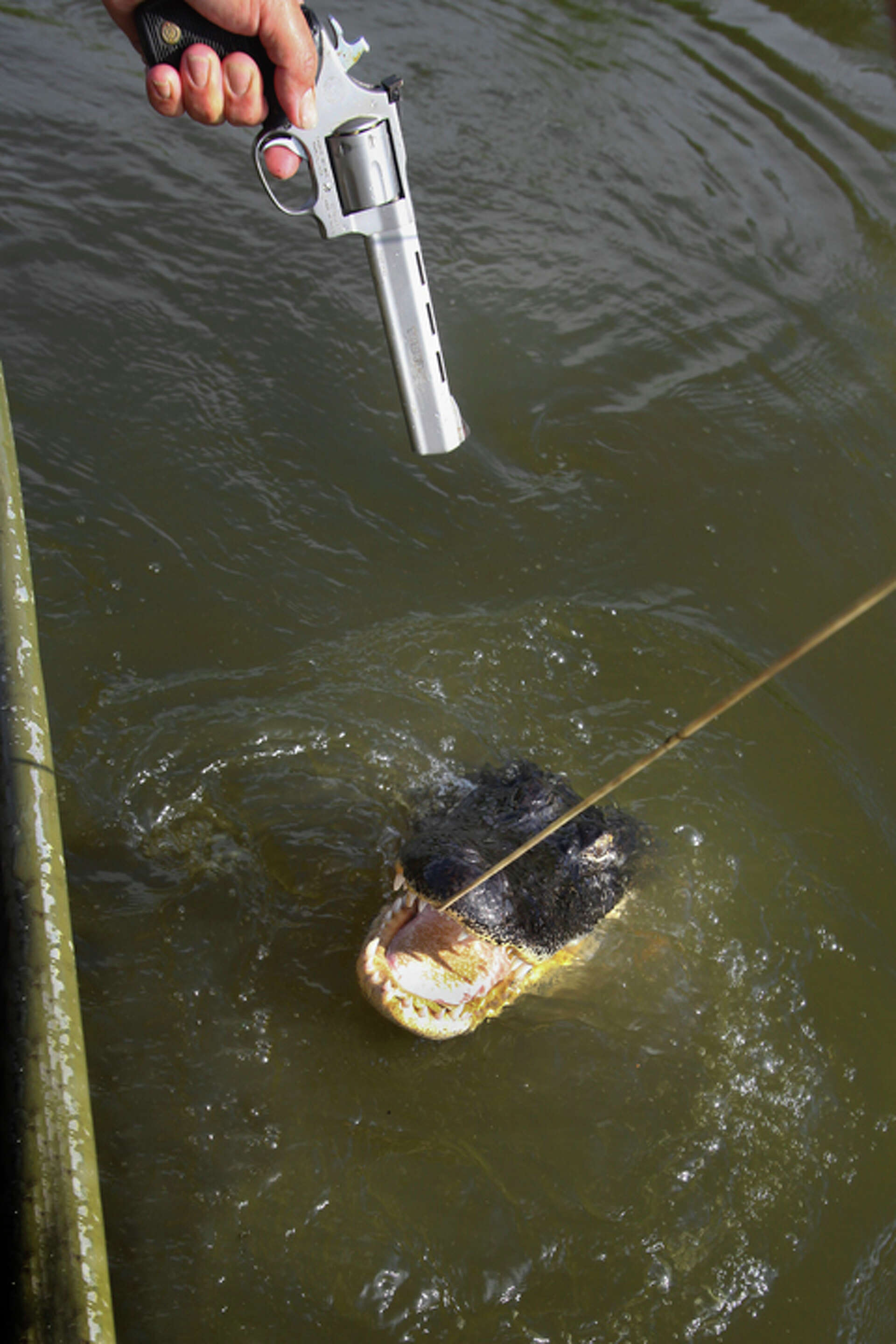 Alligator hunting season opens in Texas