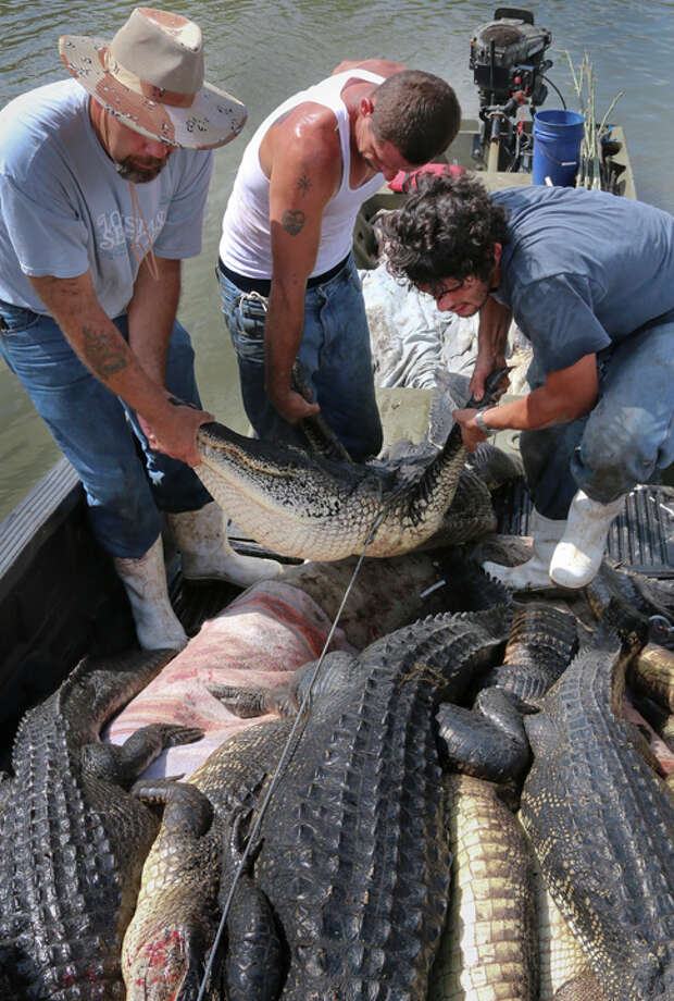 Alligator hunting season opens in Texas - Houston Chronicle