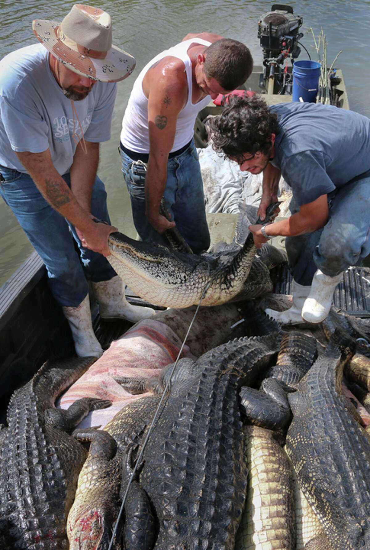 Alligator hunting season opens in Texas