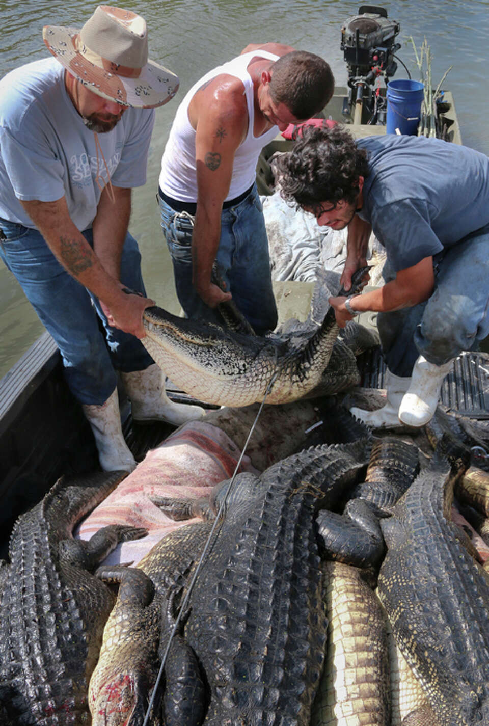 Alligator hunting season opens in Texas