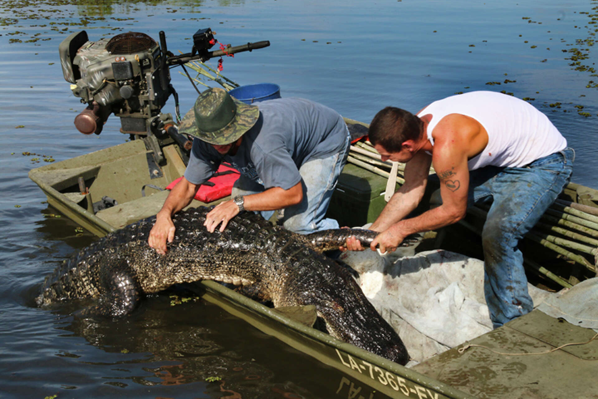 Alligator hunting season opens in Texas