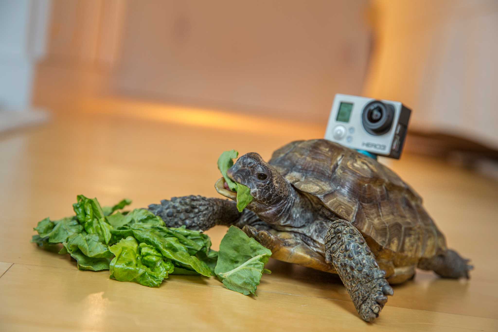 Improved cameras help wired-up pets to document their days in photos