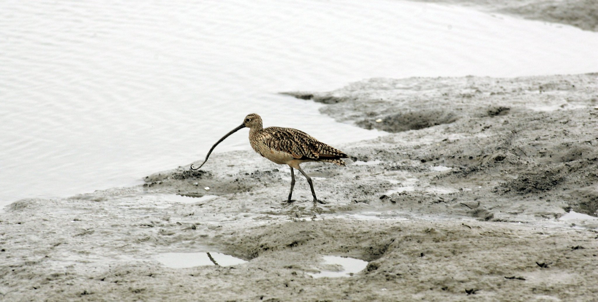 What we can do to help our birds survive